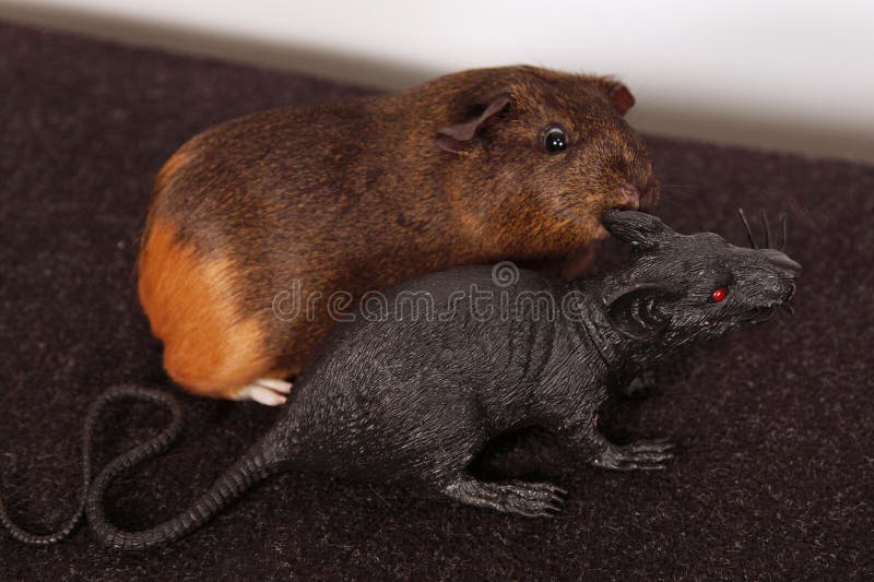 Real and fake rodents stock photo. Image of small, black - 153369534