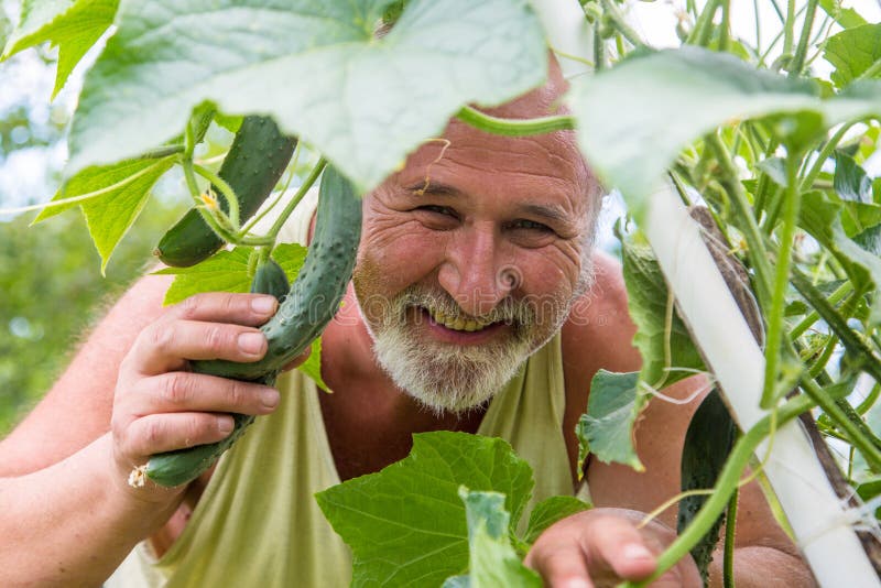 Real Farmer in His Own Home Garden Stock Image - Image of grow, farm ...
