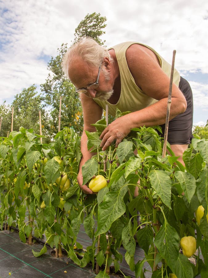 Real Farmer in His Own Home Garden Stock Image - Image of grow, natural ...