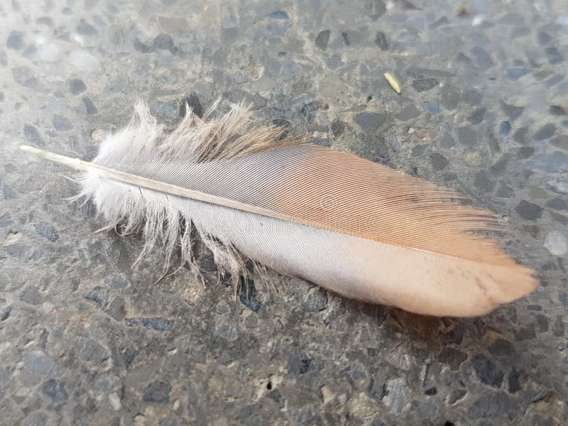 Real feather on the floor. stock photo. Image of real - 119891670