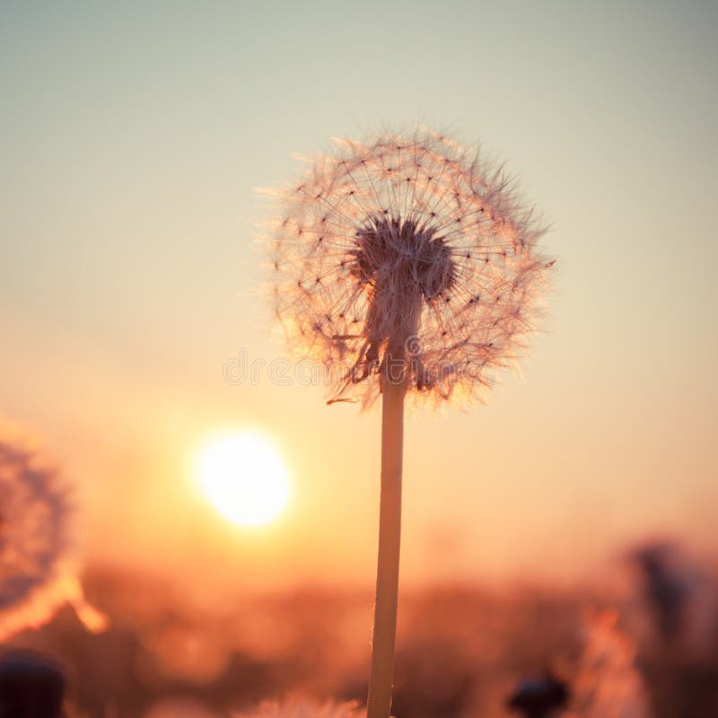 Dandelion In Field At Sunset Stock Image - Image of wish, plant: 143240567