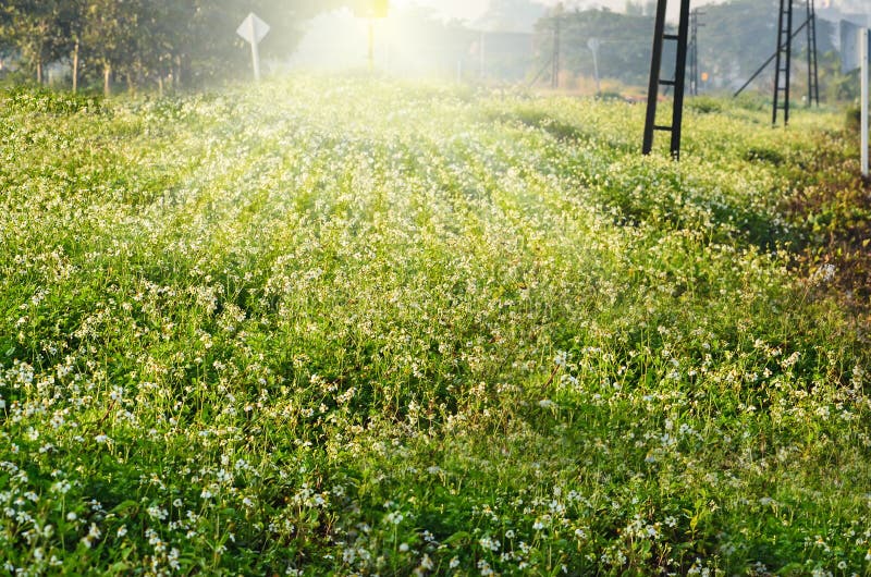 Real Field and Dandelion at Sunset. Stock Image - Image of natural ...
