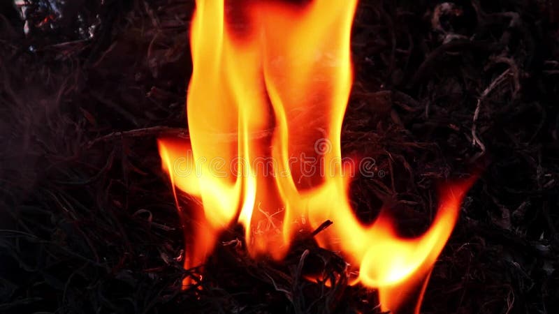 Real Fire Flame is Burning Hot on Black Background. Stock Video - Video ...