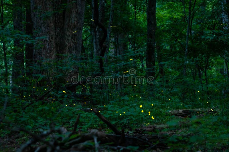 Real Fireflies