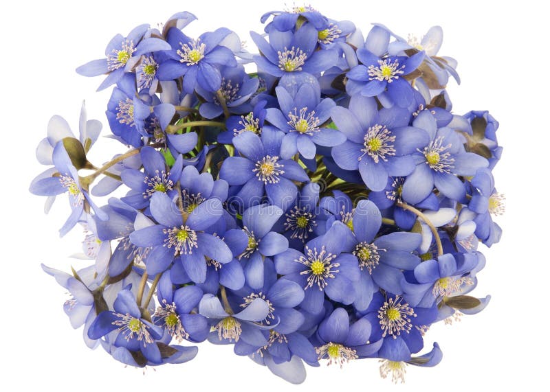 Real First European Springs Flowers Stock Photo - Image of season ...