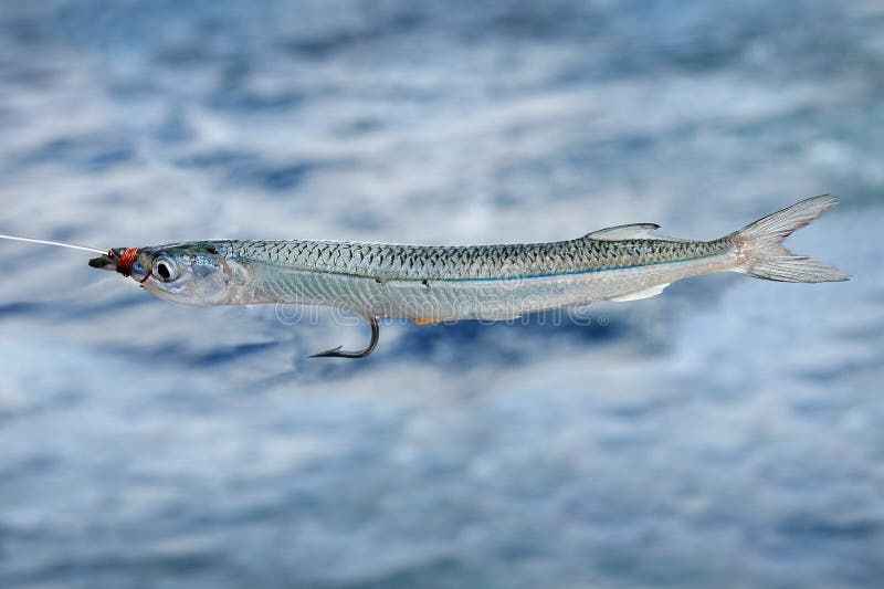 Fish Bait stock photo. Image of recreation, sport, hook - 21671140