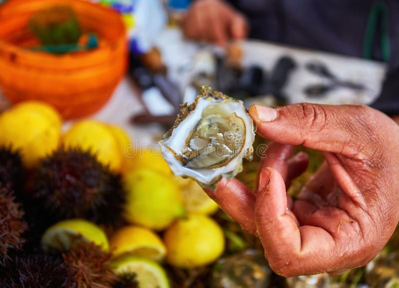 Real Fish Market and Fresh Fish, Seafood from Atlantic Ocean Stock ...