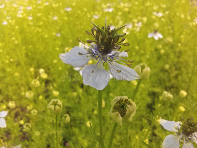 The Real Flower in the Field Stock Image - Image of meadow, subshrub ...