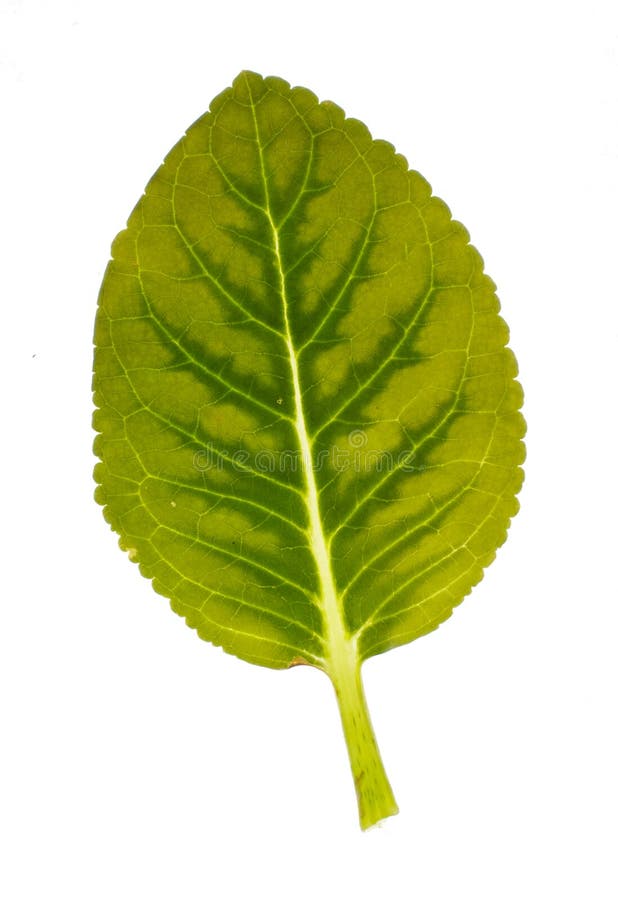 Real flower leaf isolated stock photo. Image of macro - 42452110
