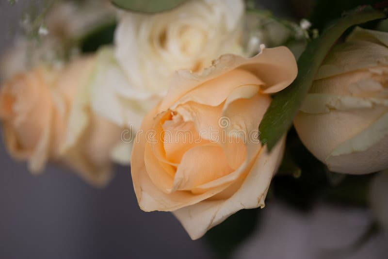 Soft Flower stock photo. Image of pink, yellow, flow - 211169514