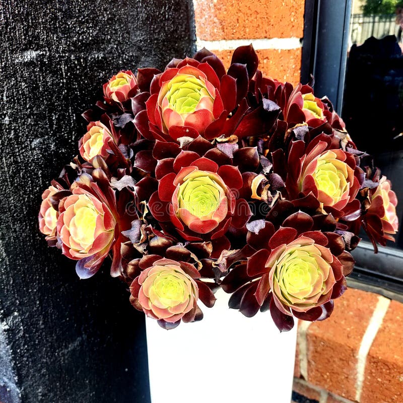 Real Flowers in a White Pot Stock Image - Image of lighting, bouquet ...