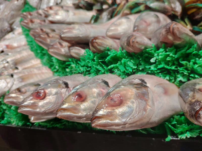 Real fresh fish! stock photo. Image of aquarium, wildlife - 222295474