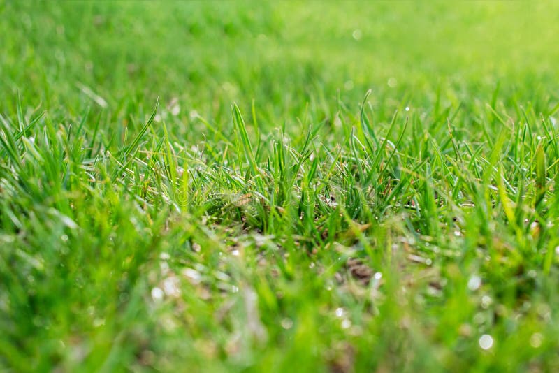 Real and fresh green grass stock image. Image of blur - 184571433