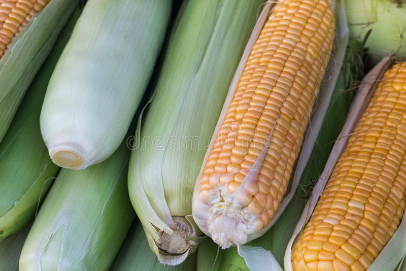 Real Fresh Organic Corn on the Market Stock Photo - Image of uncooked ...
