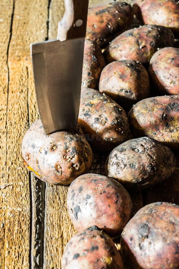 Real fresh potatoes stock photo. Image of yield, close - 48511922