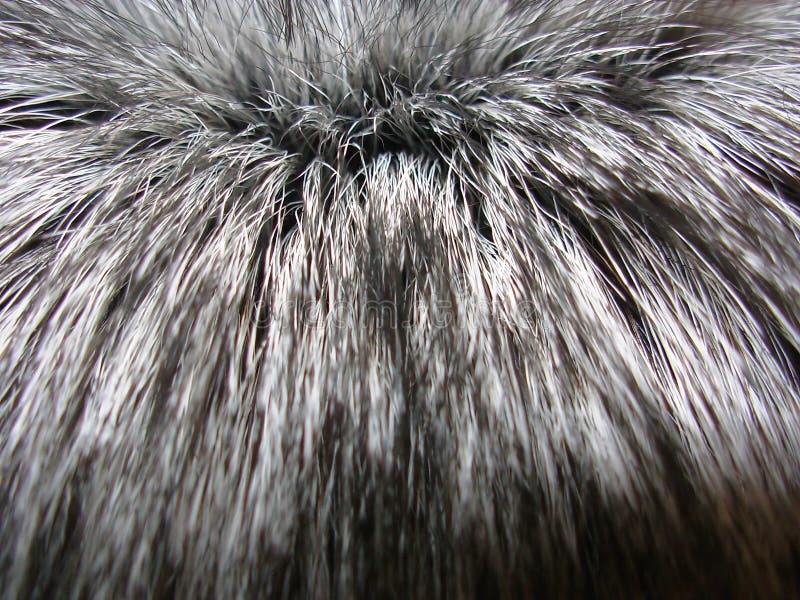 Real fur of silver fox stock photo. Image of clothing - 10731552