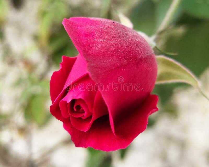 Real gardan red rose love stock photo. Image of love - 276288390
