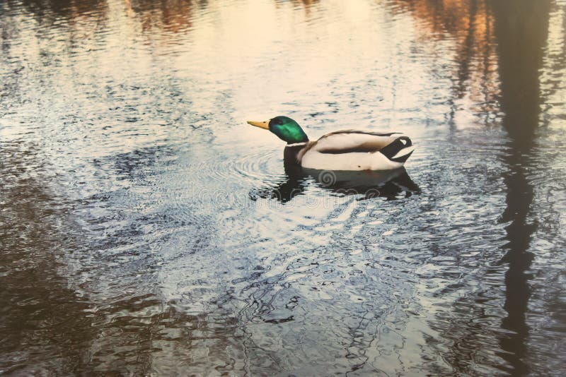 Real german bird stock photo. Image of german, swimming - 89058240