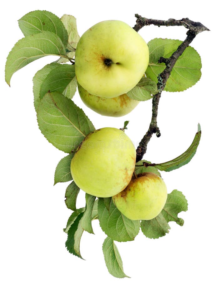 Real Apples on a Branch with Leaves Stock Image - Image of plant ...