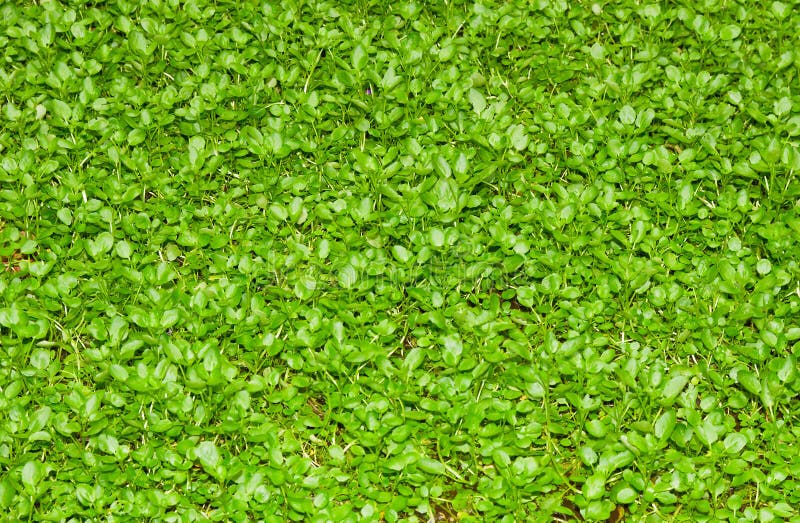 Real green grass stock image. Image of vitality, plant - 22562867