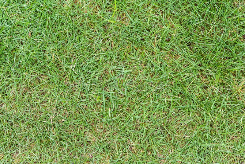 The Real Green Grass Background Stock Image - Image of fresh, abstract ...