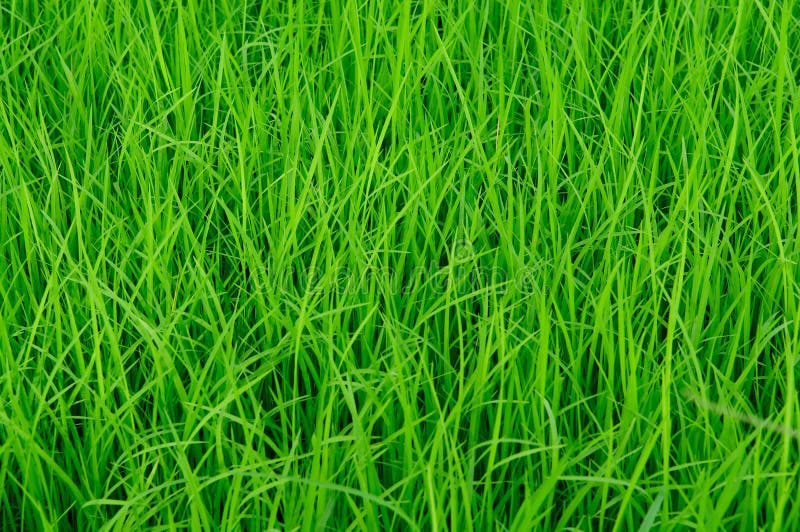 Real Green Grass Blackgroud Stock Image - Image of pattern, grass: 27768515