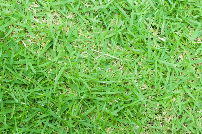 Real green grass texture stock photo. Image of outdoor - 44783954
