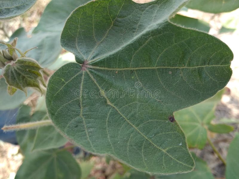 Real green stock photo. Image of nature, love, beautiful - 129911108