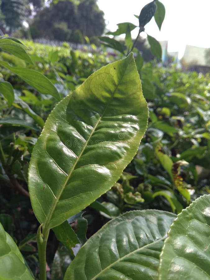 Real Green Tea Leaves on the Tree and Still Fresh Stock Image - Image ...