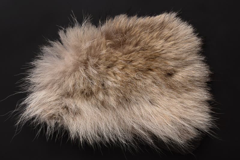 Real Grey Wolf Fur, Wolf Pelt from a Gray Wolf, Canis Lupus, from Above ...