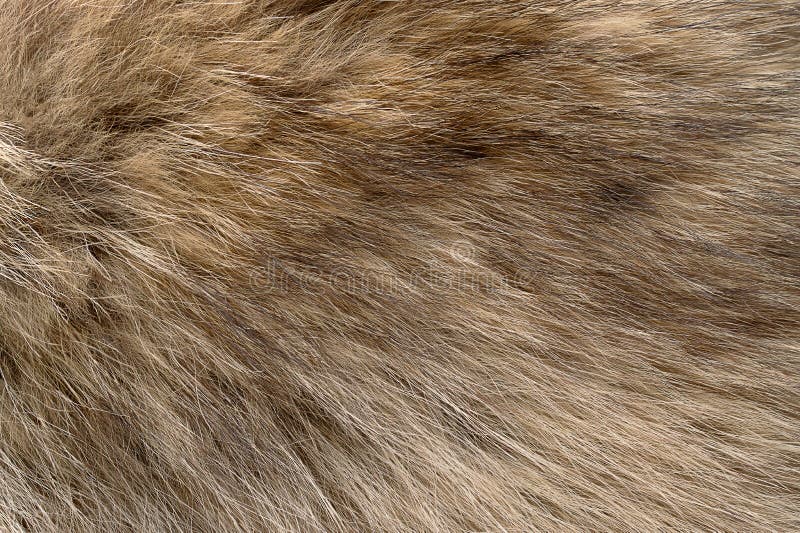 Real Grey Wolf Fur, Surface of Wolf Pelt from a Gray Wolf, Macro Photo ...