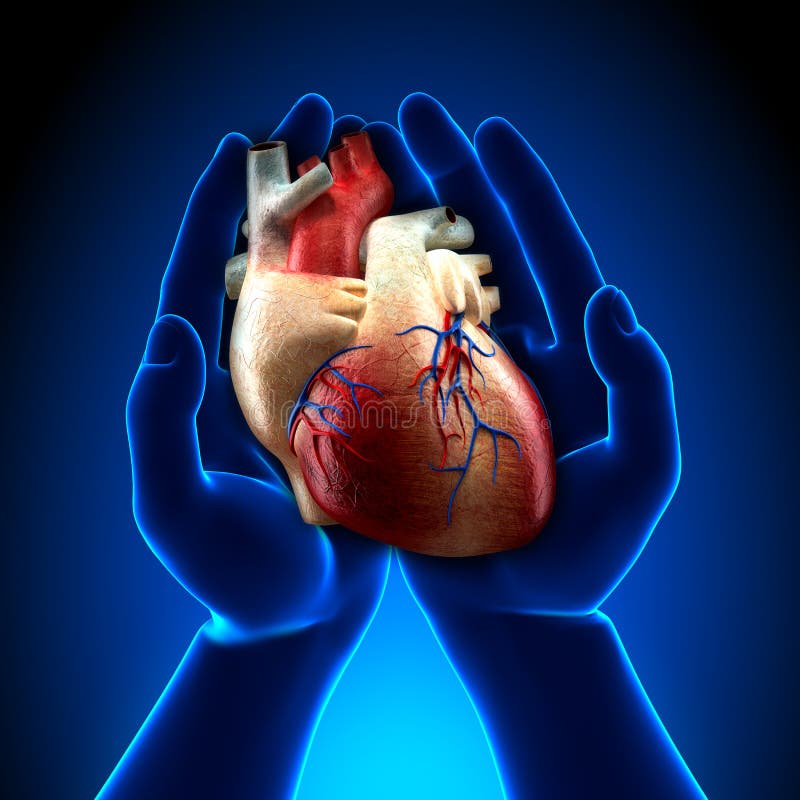 Real Heart Shinning in Light - Human Anatomy Model Stock Illustration ...
