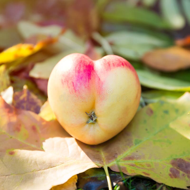 Real Heart Shaped Apple on Autumn Foliage and Grass Stock Photo - Image ...