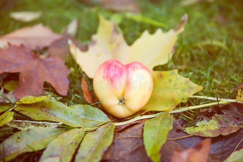 Real Heart Shaped Apple on Autumn Foliage and Grass Stock Image - Image ...