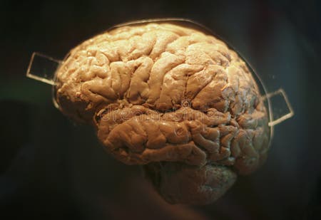 213 Real Human Brain Stock Photos - Free & Royalty-Free Stock Photos ...