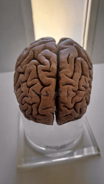 Real human brain image stock photo. Image of human, laboratory - 262397276