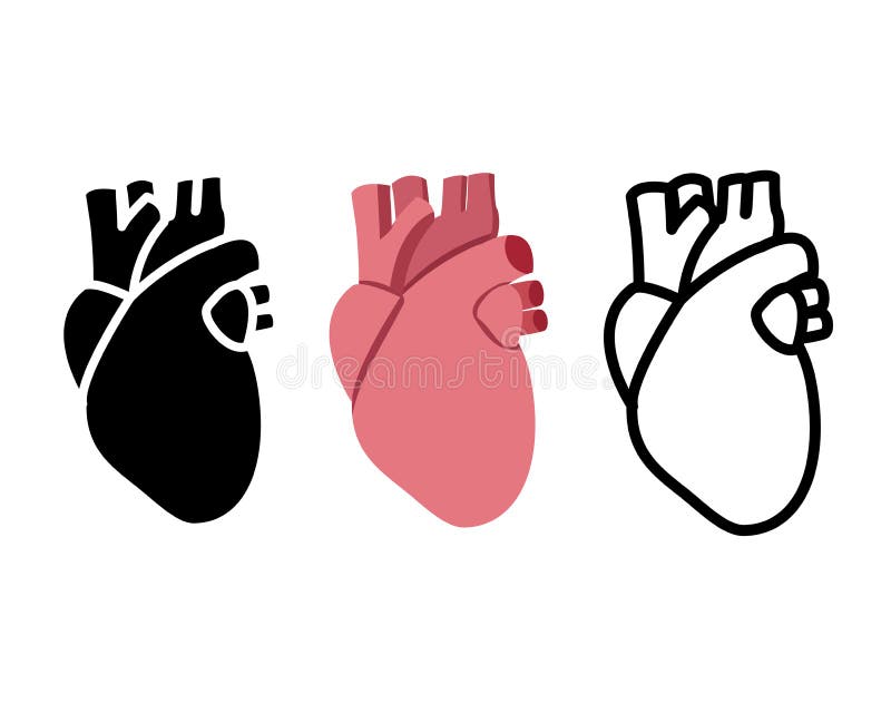 Real Human Heart in Flat Style, Vector Stock Vector - Illustration of ...