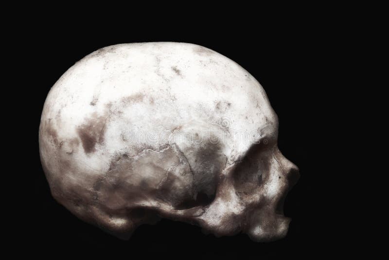Real Human Skull on an Isolated Black Background Stock Image - Image of ...