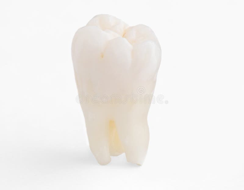 Real Human Wisdom tooth stock image. Image of tooth, wisdom - 14448907