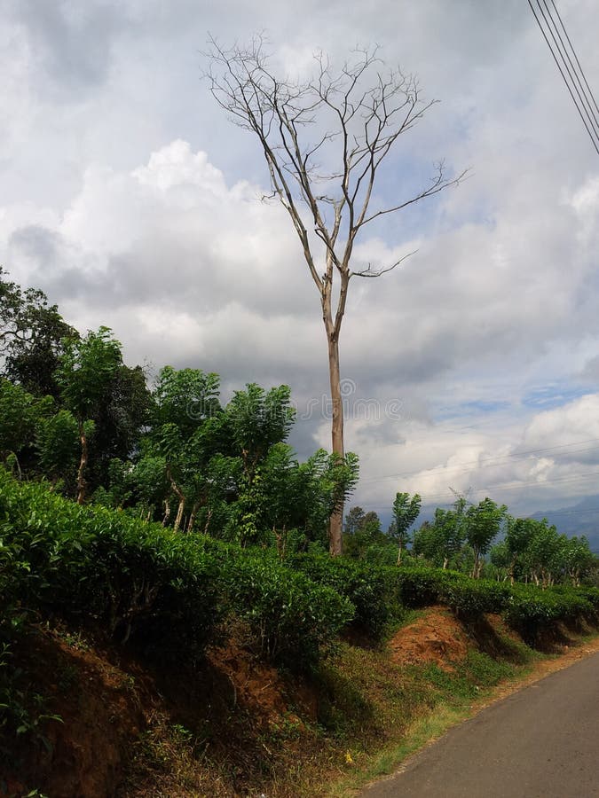 This is Real Image Green and Blue Mixed Natural Tree Rod Stock Photo ...