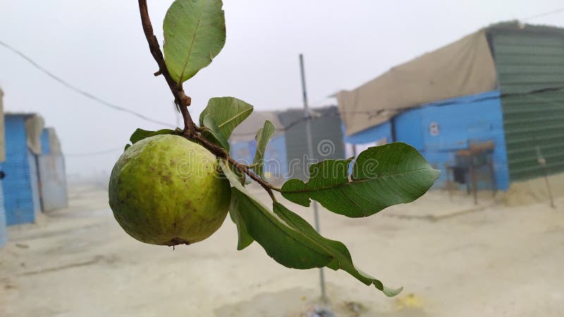 A Real Image of Guava with Leaps Stock Image - Image of lovely, fresh ...