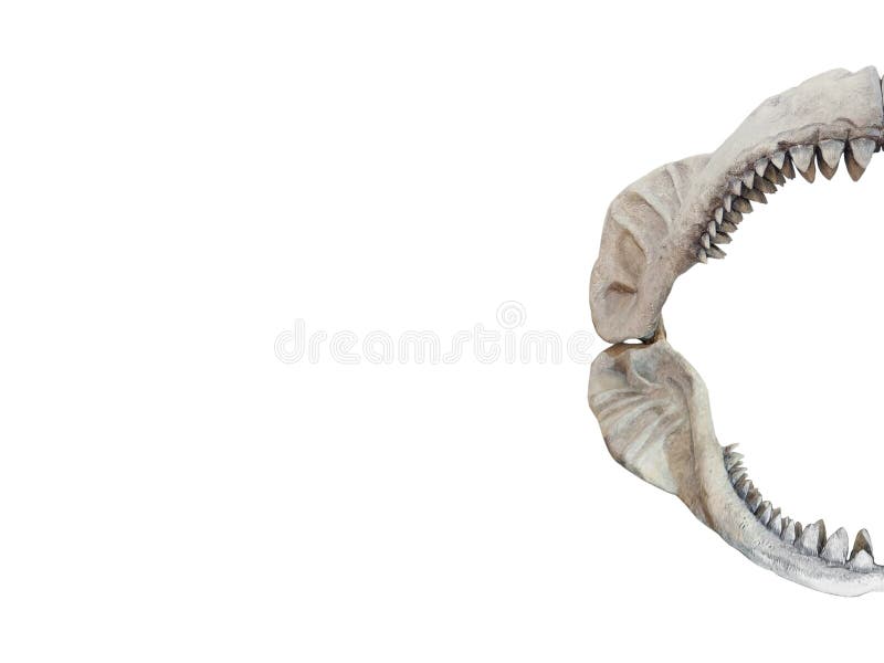 Real Jaws of Carcharodon Megalodon Stock Photo - Image of fish, danger ...