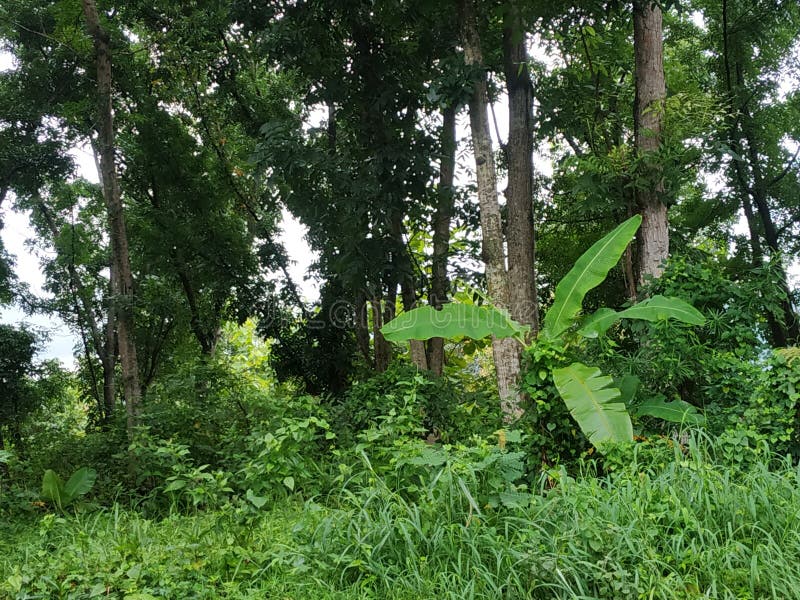 The real jungle stock photo. Image of shrub, jungle - 208764914