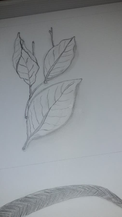 Real Leaf Drawing stock photo. Image of pattern, drawingleaf - 240228550