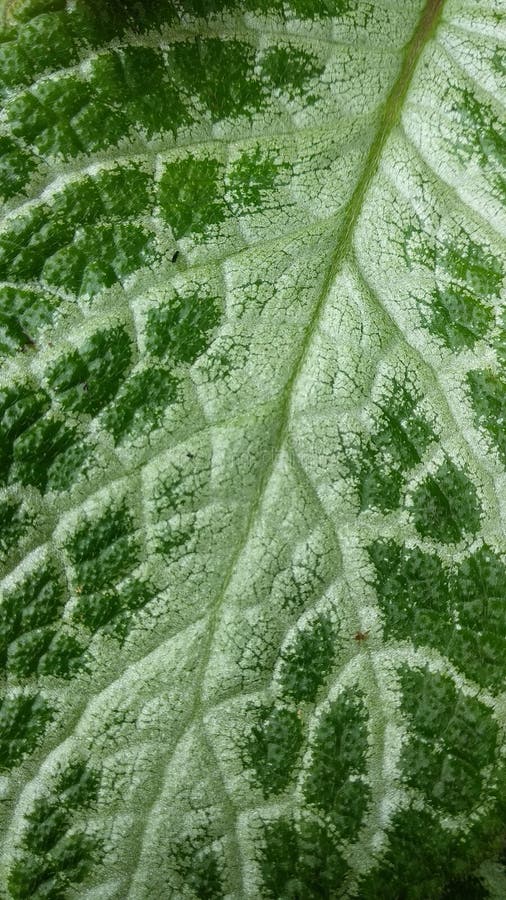 Real Leaf texture photos stock image. Image of nature - 260099951
