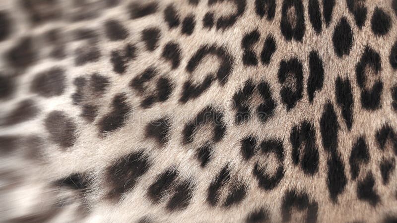 Real leopard skin stock photo. Image of leopardpattern - 29923486