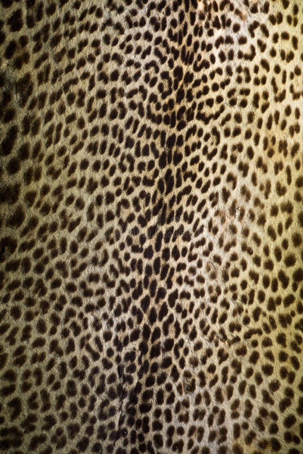 Real Leopard Skin stock image. Image of furry, brown - 42046795