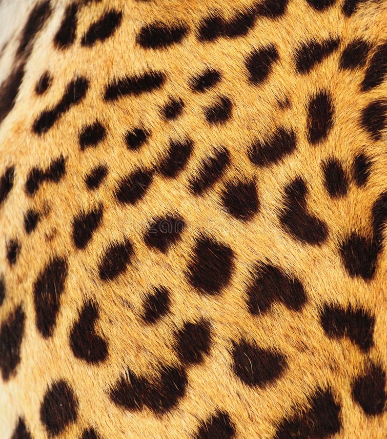 Leopard skin stock photo. Image of marks, wild, endangered - 1519402