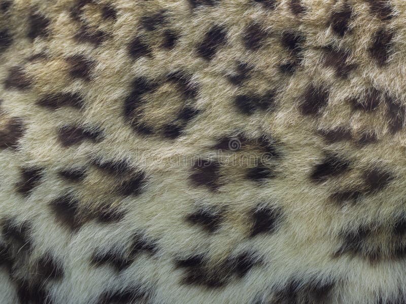 Real Leopard Skin stock image. Image of furry, brown - 42046795