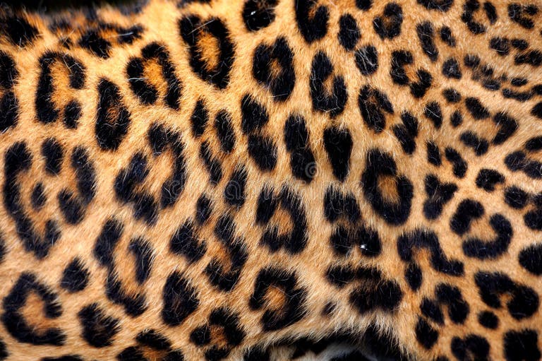 Real Leopard Skin stock image. Image of furry, brown - 42046795